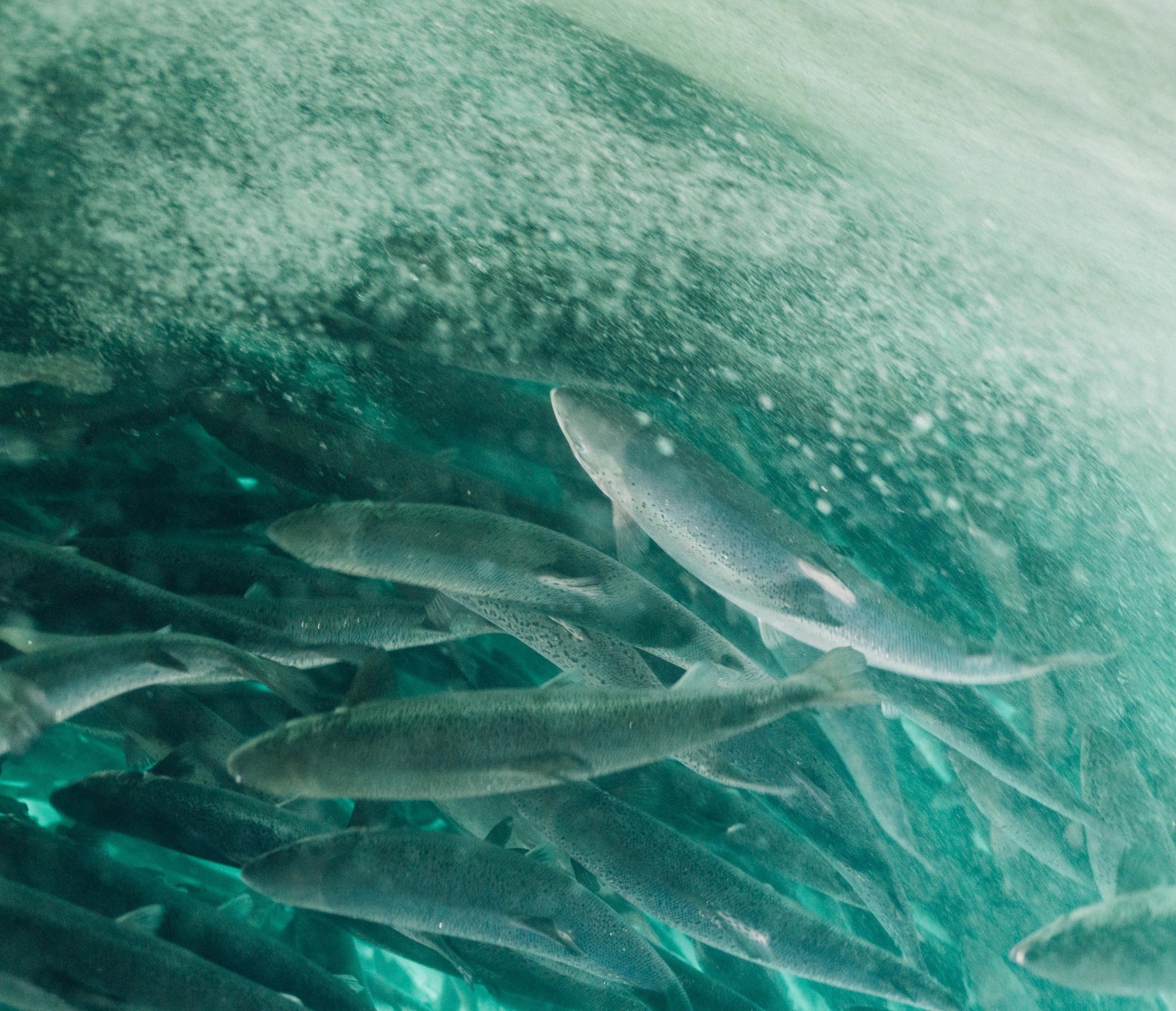 Atlantic Sapphire ASA - Subsequent Offering - Carnegie Norway